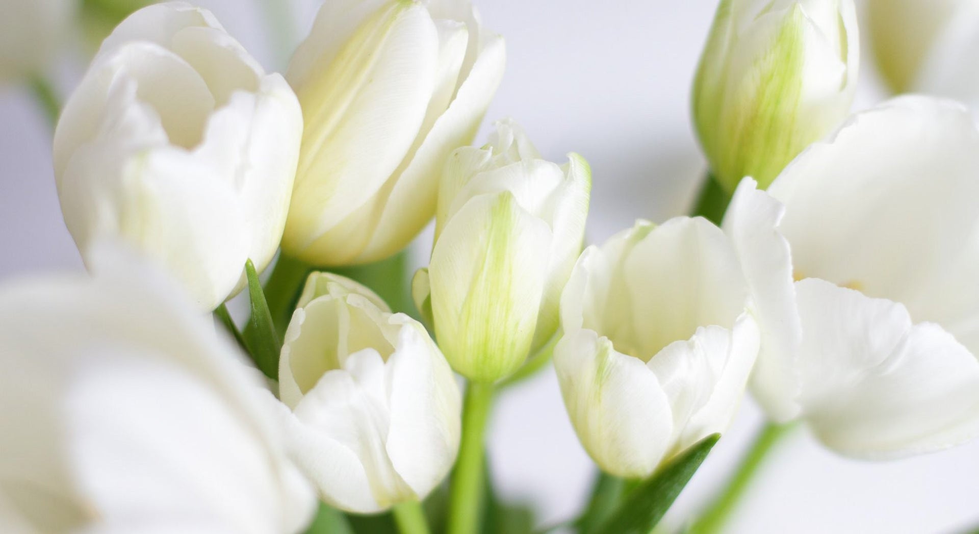 How Florists Keep Flowers Alive Longer | Green Fresh Florals – Green ...