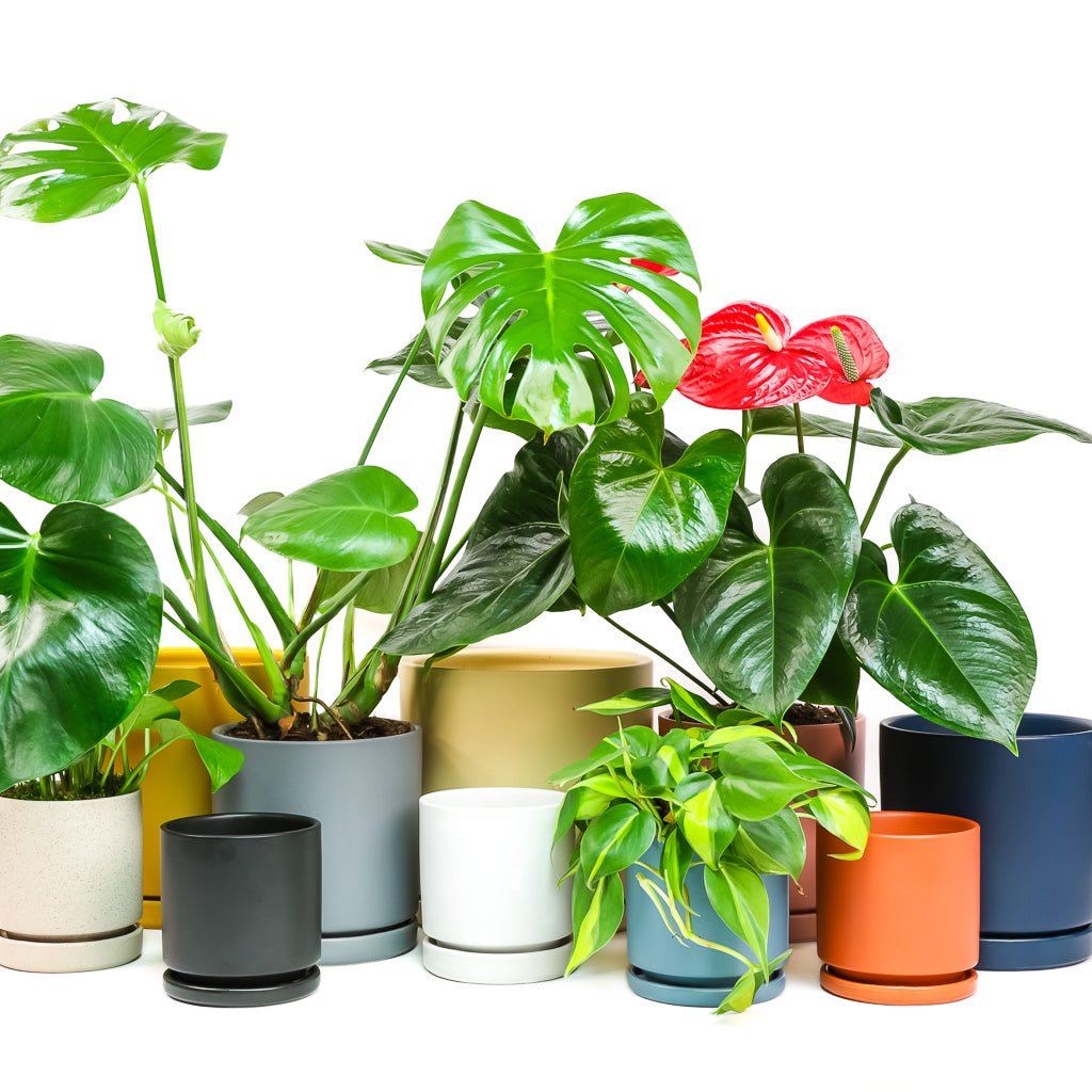 Introducing the Gemstone Potted Plant Collection From Green – Green ...