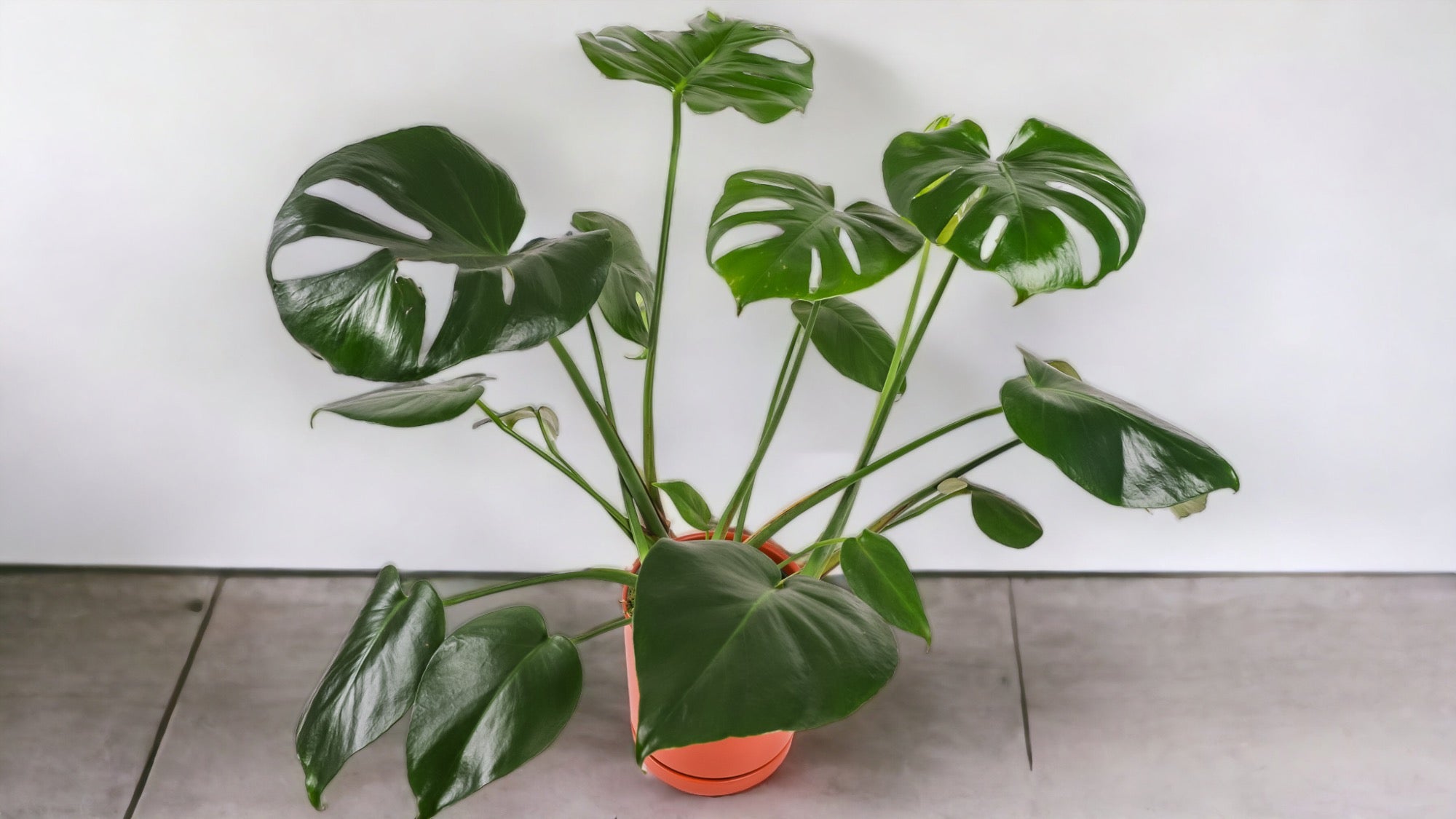Jungle Elegance: The Majestic Monstera Deliciosa – Green Fresh Florals ...