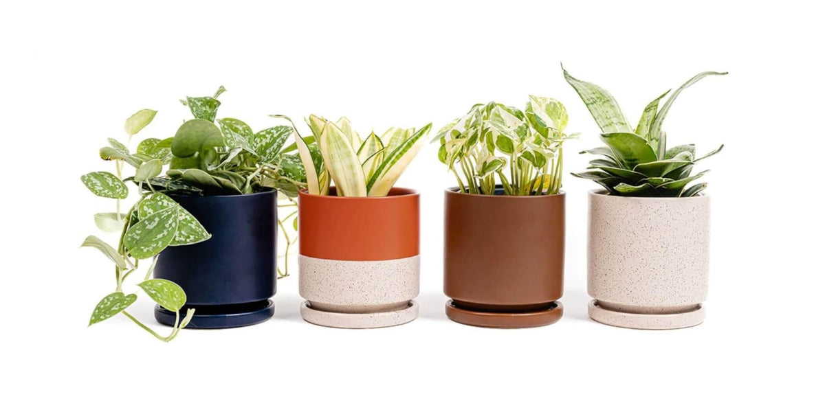 Understanding Pot Sizes from Green Fresh Florals + Plants