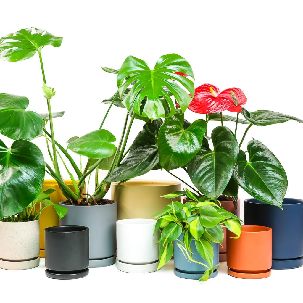 Gemstone Potted Plant Collection | Green Fresh Florals + Plants