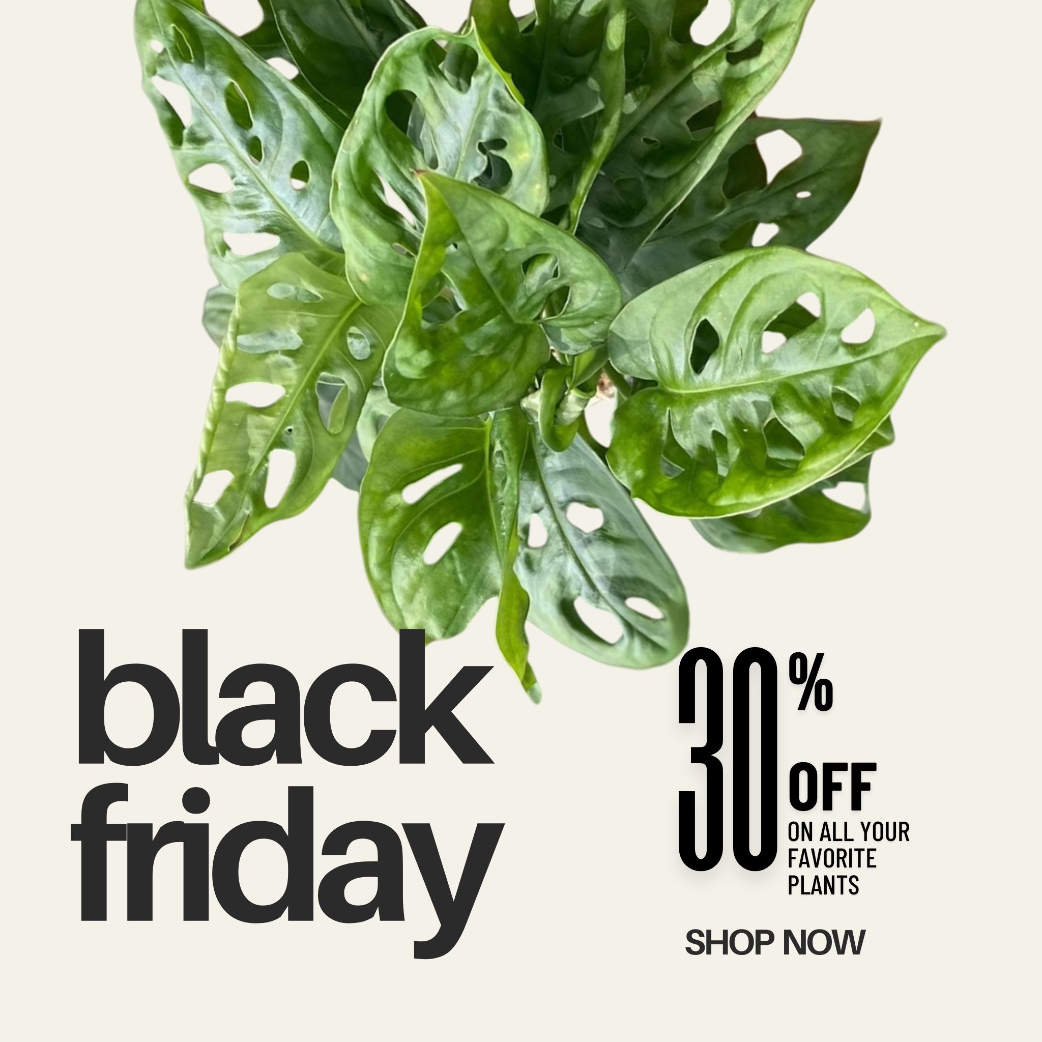 Exotic Tropical Flowers Ideal for Giving from Green Florals – Green ...