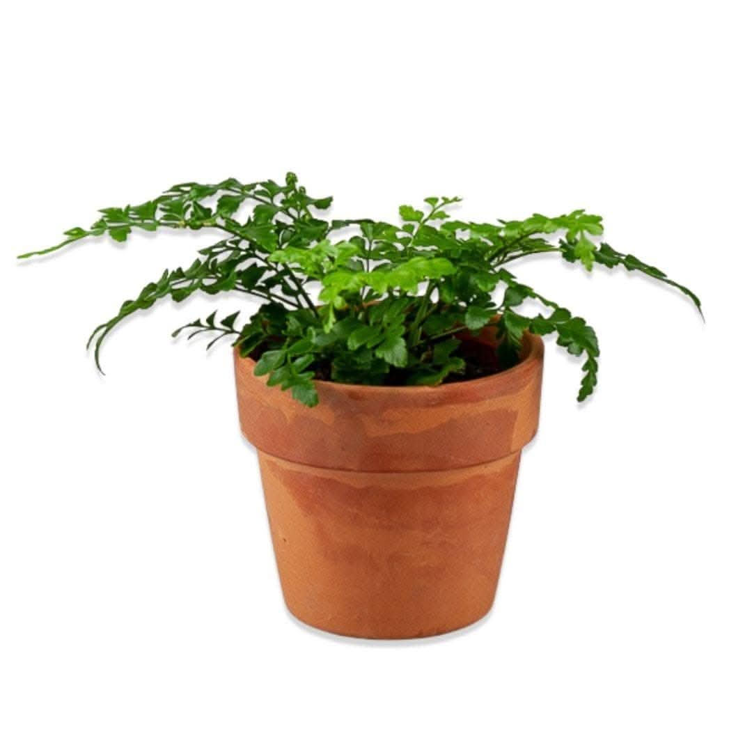 Austral Gem Fern from Green Fresh Florals + Plants