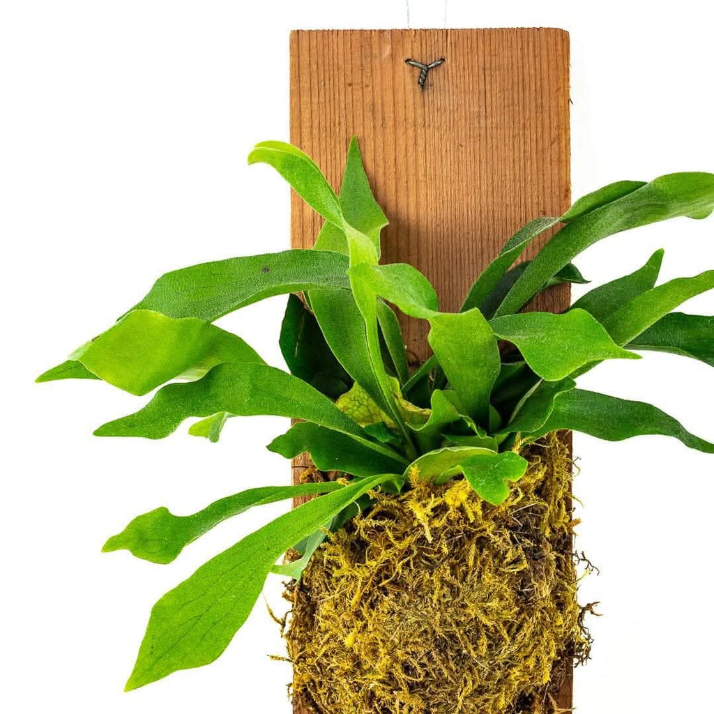 Wood Mounted Staghorn Fern - Green Fresh Florals + Plants